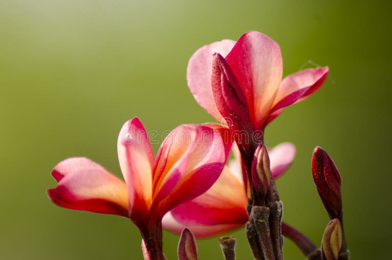 Flower bud sprouting stock photo. Image of biology, environment - 120789564