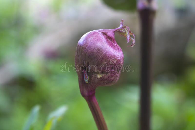 A Budding Flower about To Open with a Insect Bug on it Stock Image ...