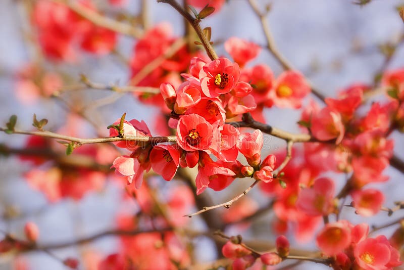 Budding and flowering stock photo. Image of floweringbranch - 38787626