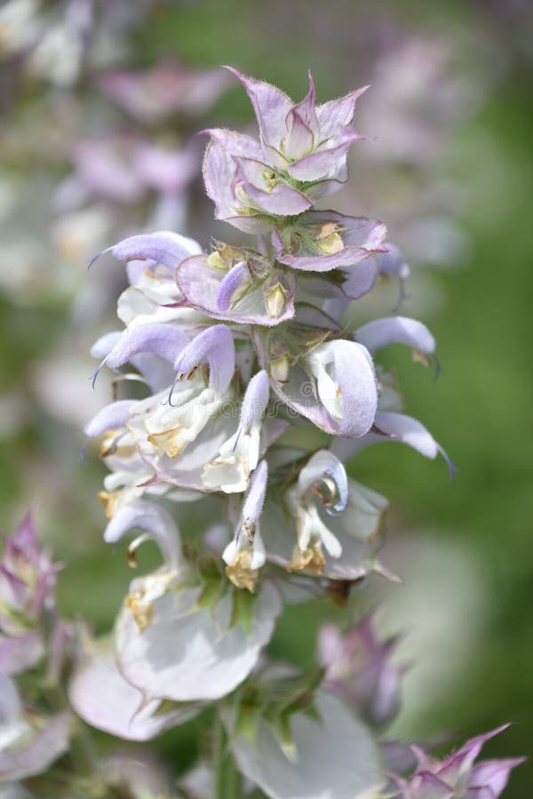 Budding and Flowering Clary Sage in a Garden Stock Image - Image of ...