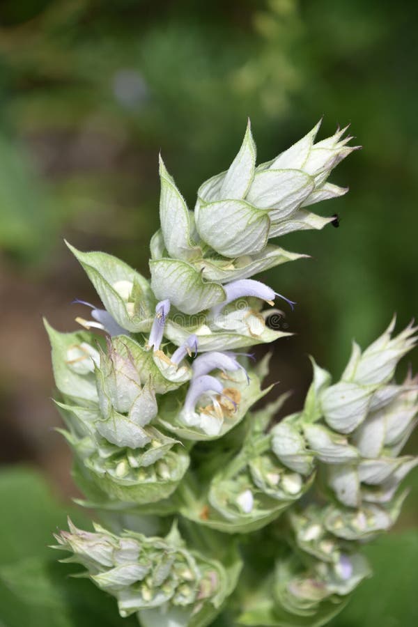 Budding and Flowering Clary Sage Plant in a Garden Stock Photo - Image ...
