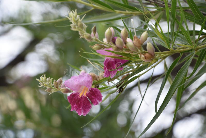 Budding and Flowering Desert Willow Tree Blooming Stock Image - Image ...
