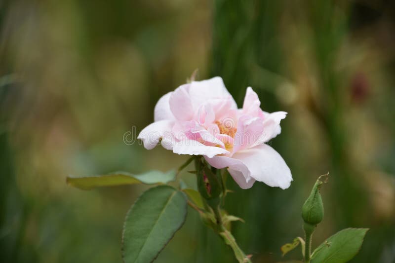 Budding and Flowering Light Pink Rose Bush Stock Photo - Image of ...