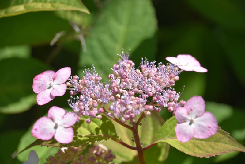 Budding and Flowering Pink Hydrangea Blossom in a Garden Stock Image ...