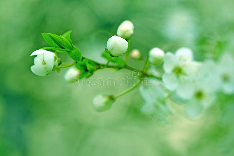 Budding - Flowering in Spring Stock Image - Image of harmony, nature ...