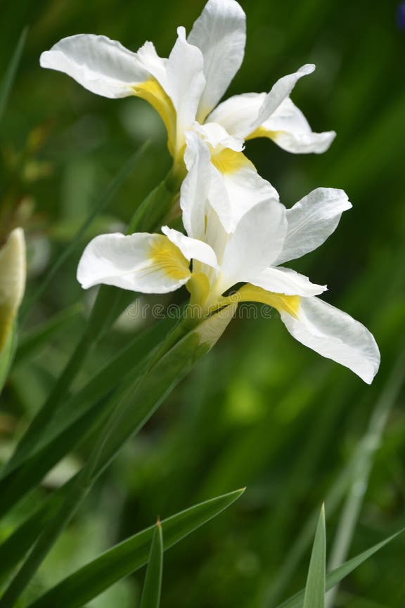 Budding and Flowering White Iris Flowers in Bloom Stock Image - Image ...