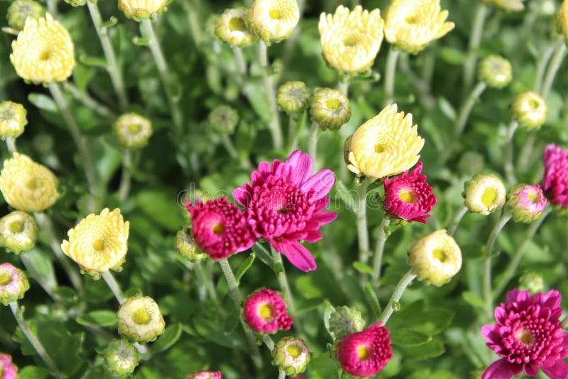 Budding Flowers stock image. Image of plant, bright, foliage - 136233