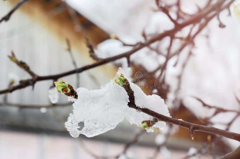 Budding Fruit Tree during the April Cold Snap and Snowfall in Russia ...