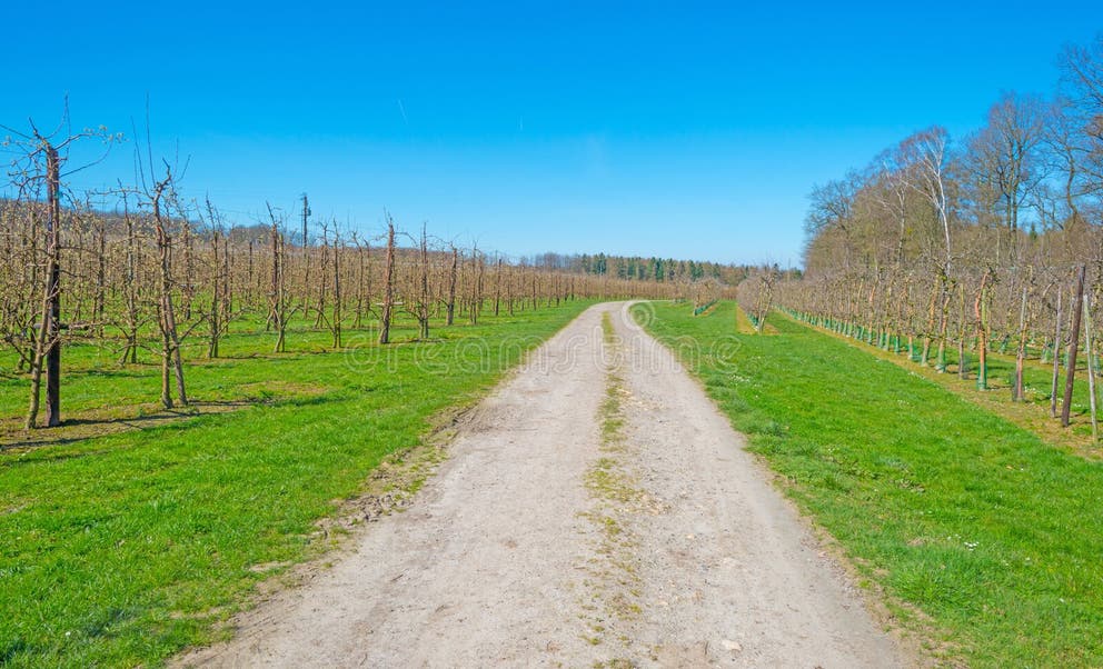 Budding Fruit Trees in an Orchard in Spring Stock Image - Image of ...