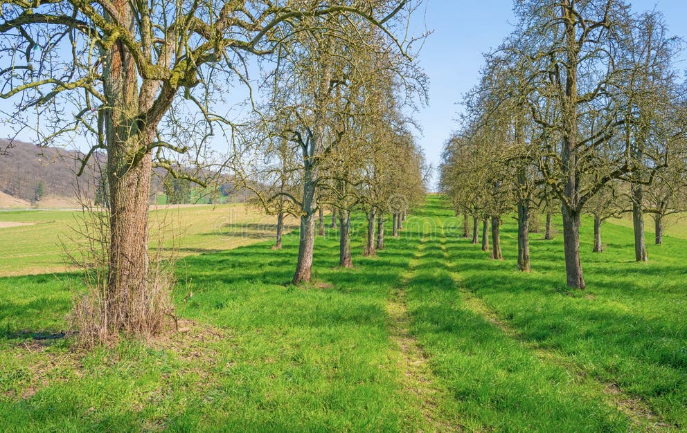 Budding Fruit Trees in an Orchard in Spring Stock Image - Image of ...
