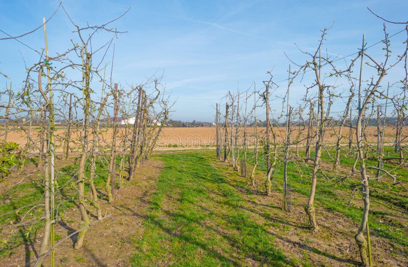 Budding Fruit Trees in an Orchard in Spring Stock Image - Image of ...
