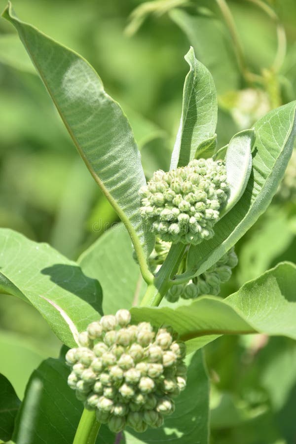 Budding Green Common Milkweed Plant in the Summer Stock Image - Image ...