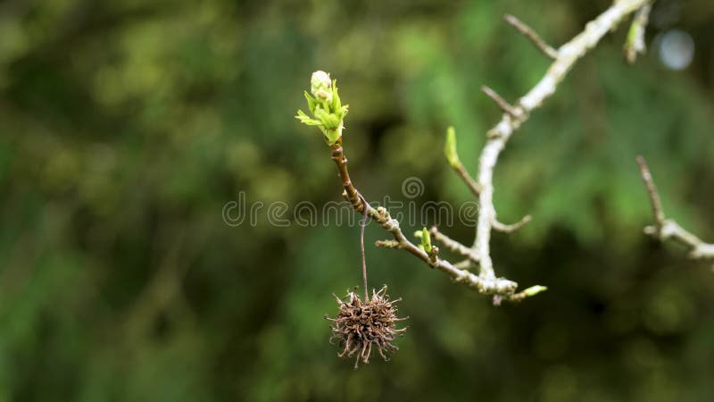 Budding Green Leaves and the Dry Prickly Seed Fruit of a Liquidambar ...