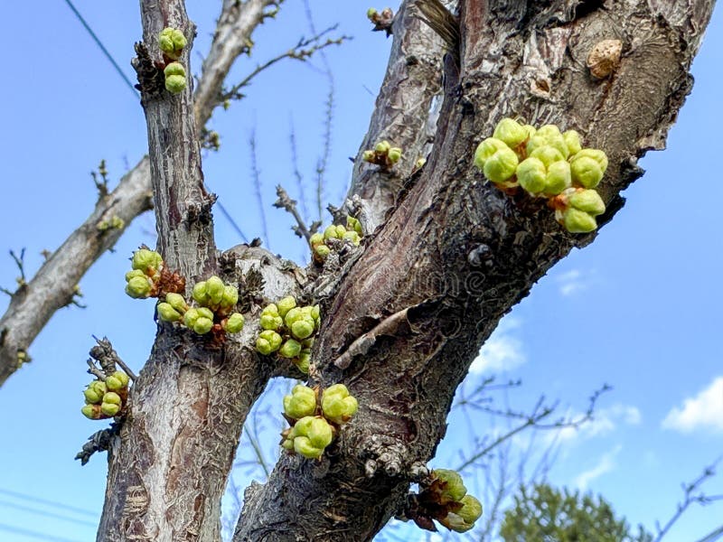 Budding and Greening of Trees in Spring Stock Image - Image of bursting ...