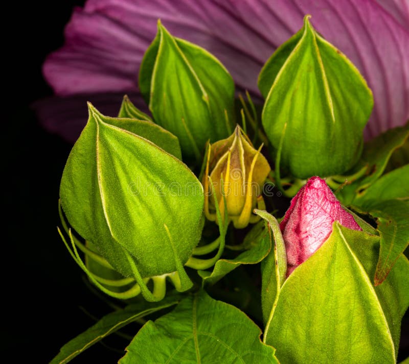 Budding hibiscus stock image. Image of inflorescence - 284845565