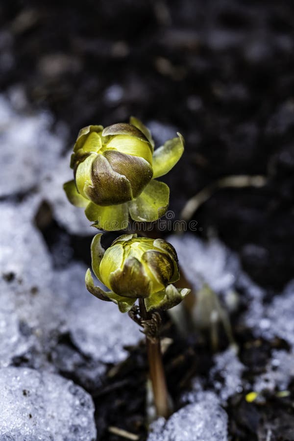 Budding ice flower stock photo. Image of yellow, winter - 273283814