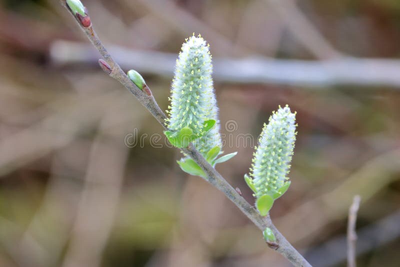 Budding Leaf on Branch stock image. Image of stages - 179997959