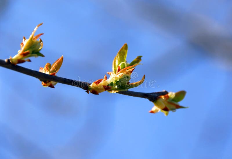 Budding leaves stock photo. Image of details, grow, springtime - 1998620