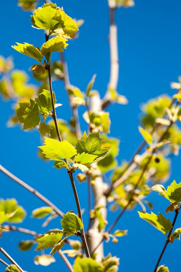 Budding leaves on plant stock image. Image of flora - 305875985