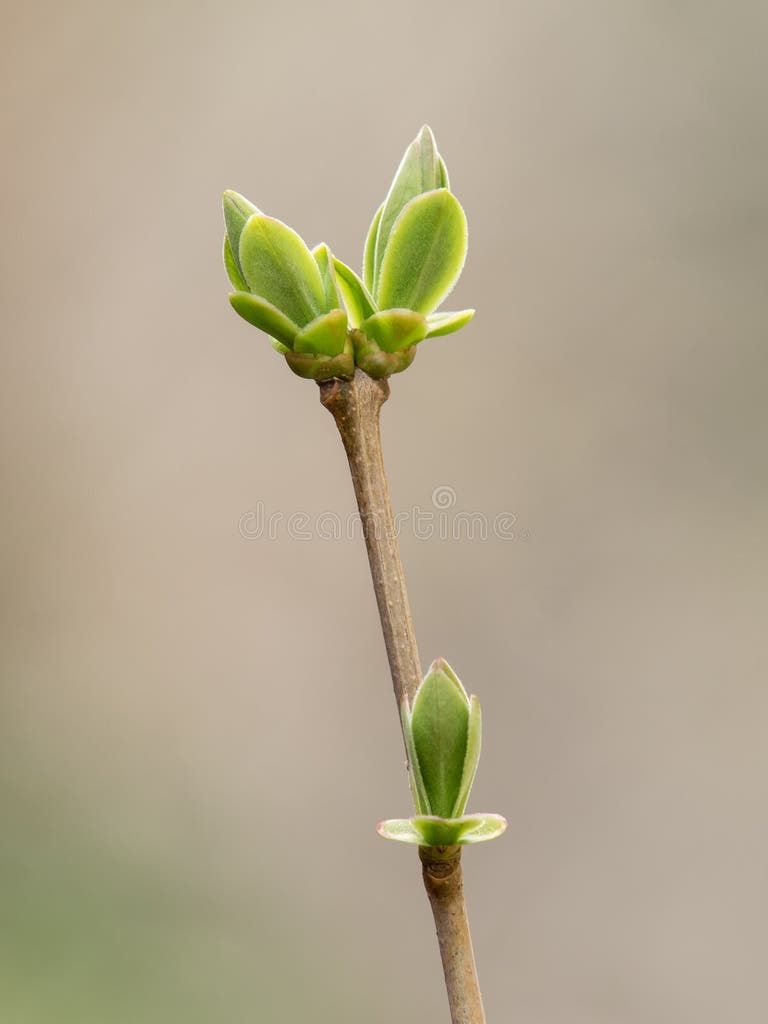 7,395 Budding Plants Stock Photos - Free & Royalty-Free Stock Photos ...