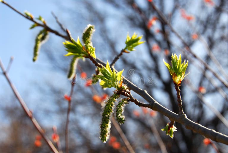 5,042 Budding Trees Stock Photos - Free & Royalty-Free Stock Photos ...
