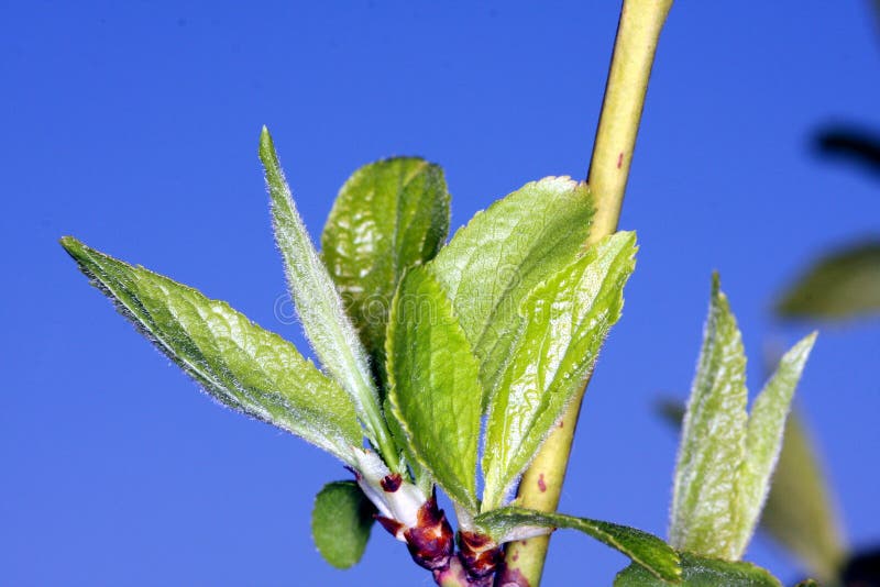Budding leaves in spring stock image. Image of season - 178814571