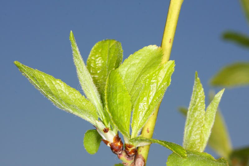 Budding leaves in spring stock image. Image of flora - 178814981