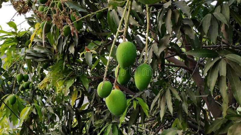 Budding Mangoes from a Mango Tree. Stock Photo - Image of budding ...
