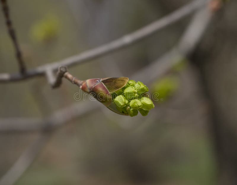 Budding Maple Leaves in Spring Stock Photo - Image of macro, renewal ...