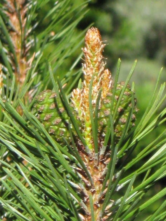Budding pine cones stock photo. Image of outside, pine - 82196942