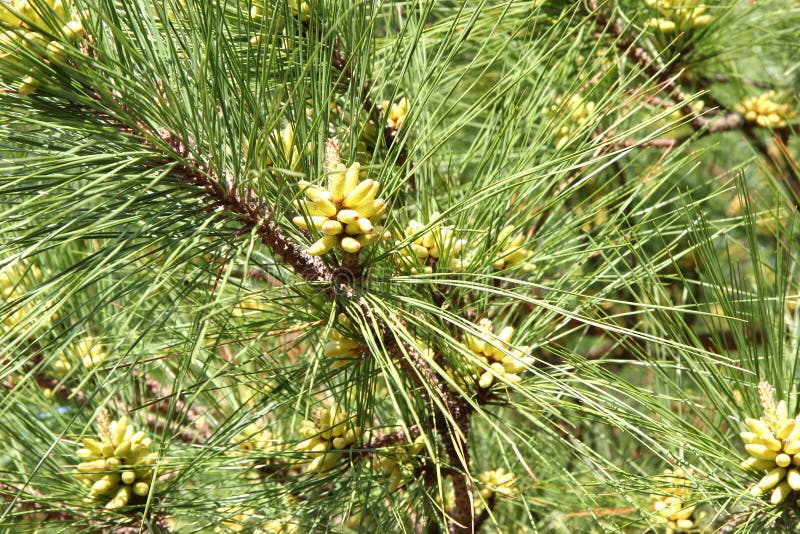 Pine tree pollen pods stock image. Image of detail, single - 109681835