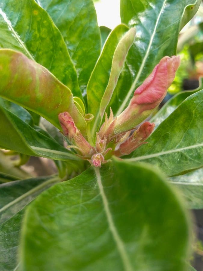 Budding of Pink Adenium Flower with Its Leaves Stock Image - Image of ...