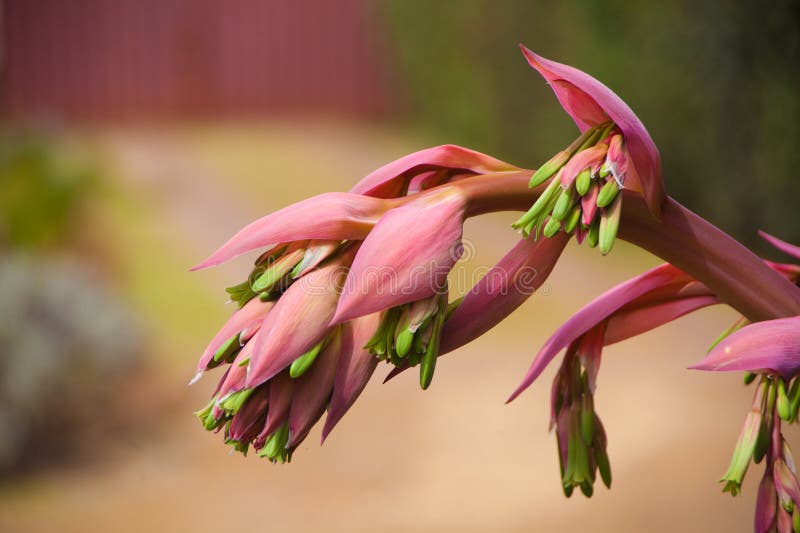 Budding Pink African Flower Stock Photo - Image of flowering, growth ...
