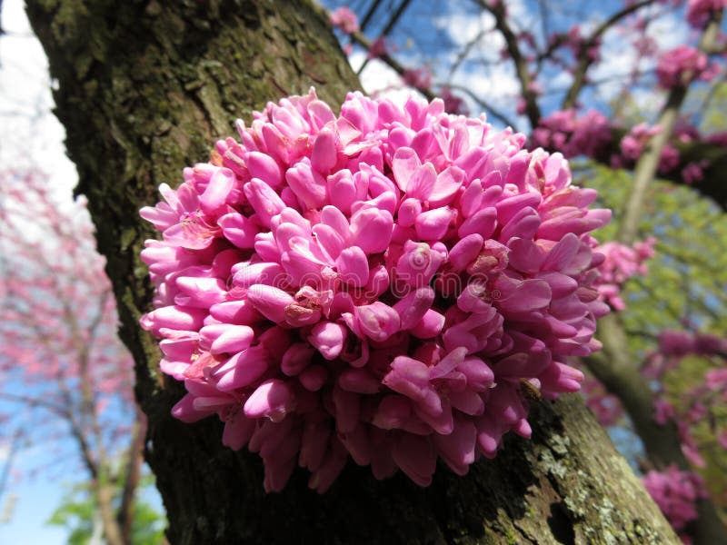 Budding Pink Flowers of April Stock Photo - Image of round, seasonal ...