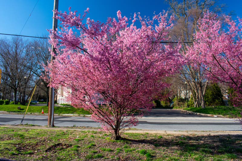 A Budding Pink Tree on a Road Stock Image - Image of plants, tree ...