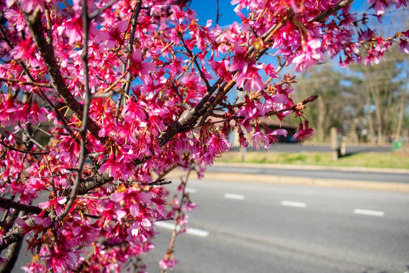 A Budding Pink Tree on a Road Stock Image - Image of alive, beauty ...