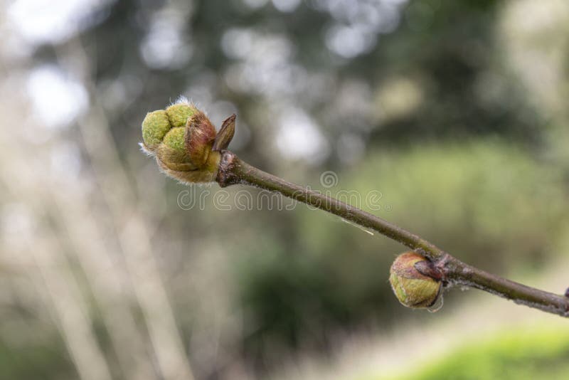 Budding plane tree branch stock photo. Image of trees - 244943318