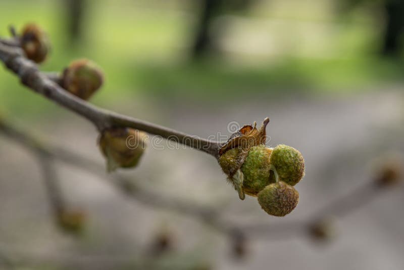 Budding plane tree branch stock image. Image of macro - 244943279