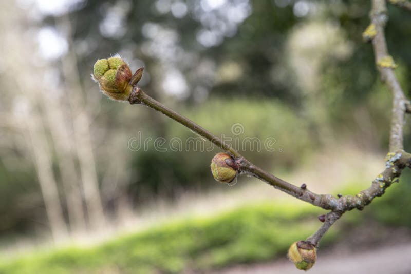 Budding plane tree branch stock photo. Image of plane - 244943310