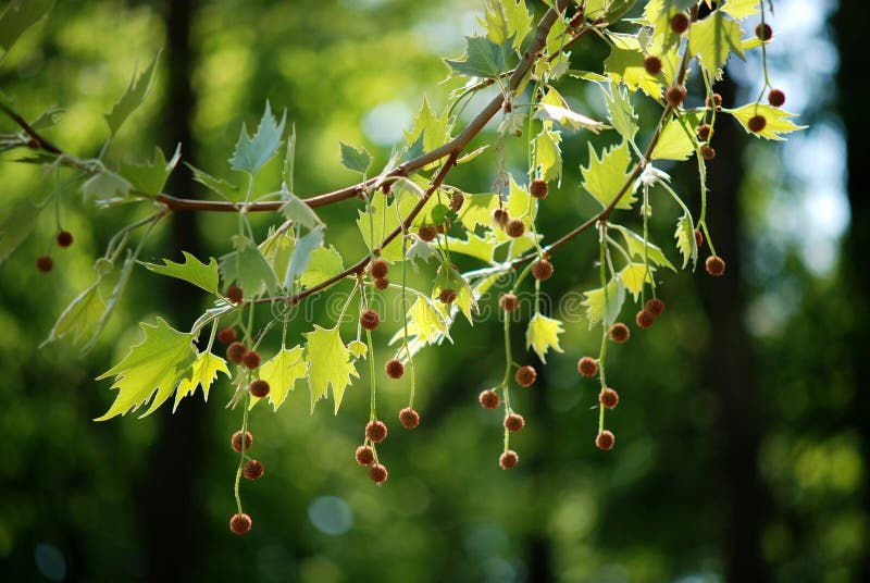 Budding Plane Tree in Spring Garden Stock Photo - Image of branch ...