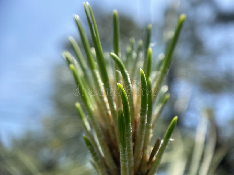 Budding Plant stock photo. Image of natural, budding - 180893324