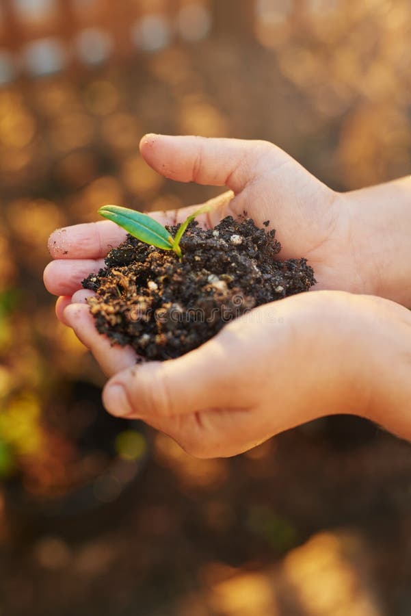 Budding Plants. Hands Holding a Sprouting Plant in Soil. Stock Image ...