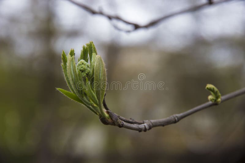 Poplar Tree Blossom, Spring in Istanbul March 2023, Populus Alba Stock ...