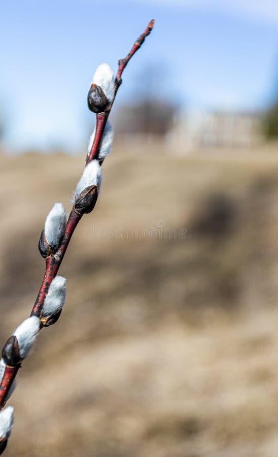 A Budding Pussywillow in Springtime Stock Image - Image of landscape ...