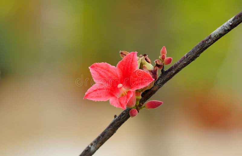 Budding red flower stock image. Image of bokeh, hairy - 39646459