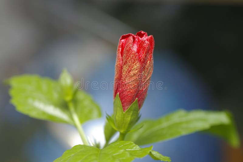 Budding Red Hibiscus Flower Stock Photo - Image of green, horticultural ...