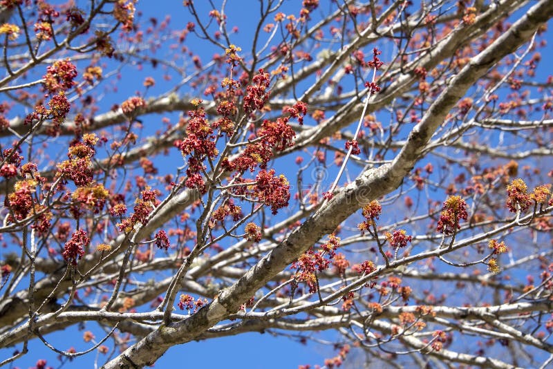 Budding Red Maple Tree in Springtime Stock Image - Image of close ...
