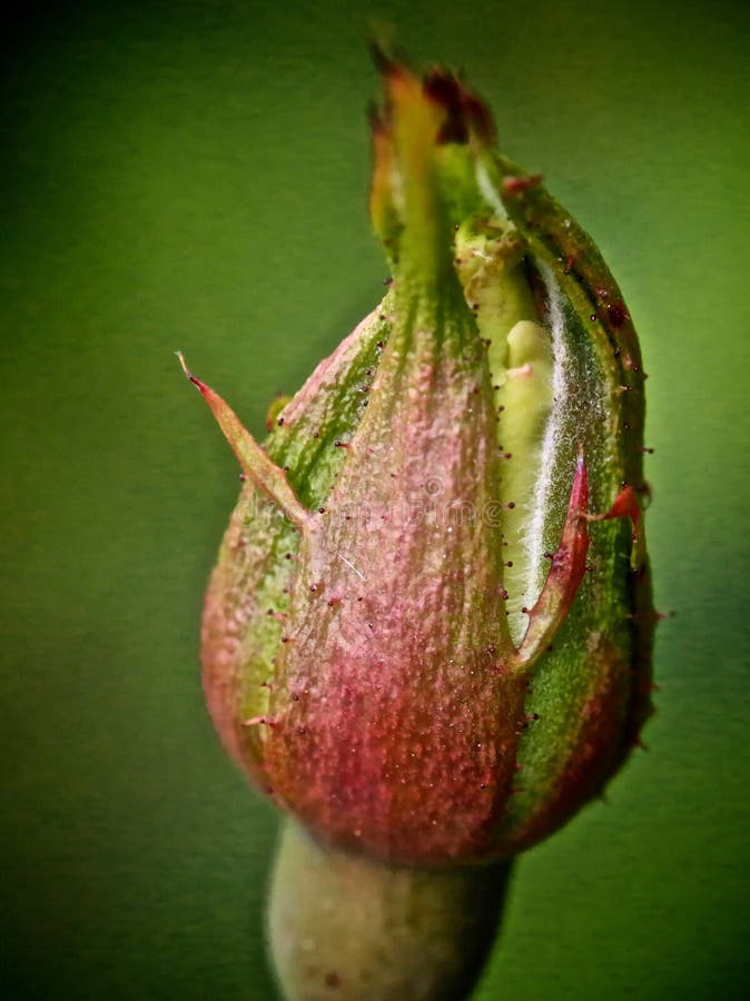 Budding Red Rose With Green Leaves Stock Image - Image of beauty ...