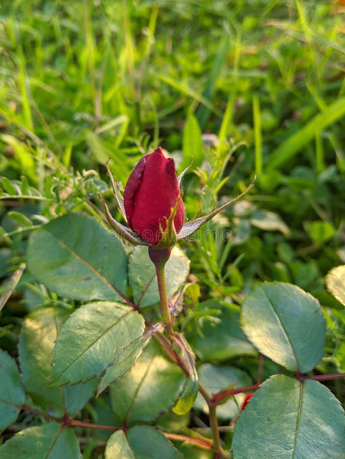 Budding red rose stock image. Image of leaves, flora - 195609347