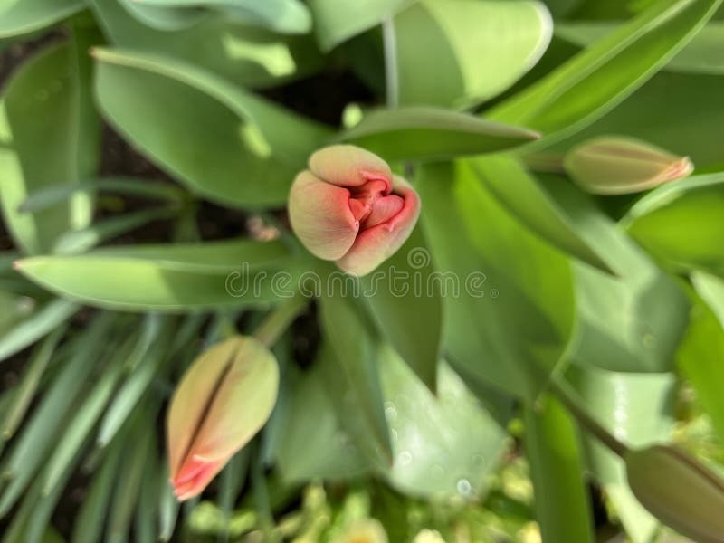 Budding Red Tulips in the Garden Stock Image - Image of blossom, green ...
